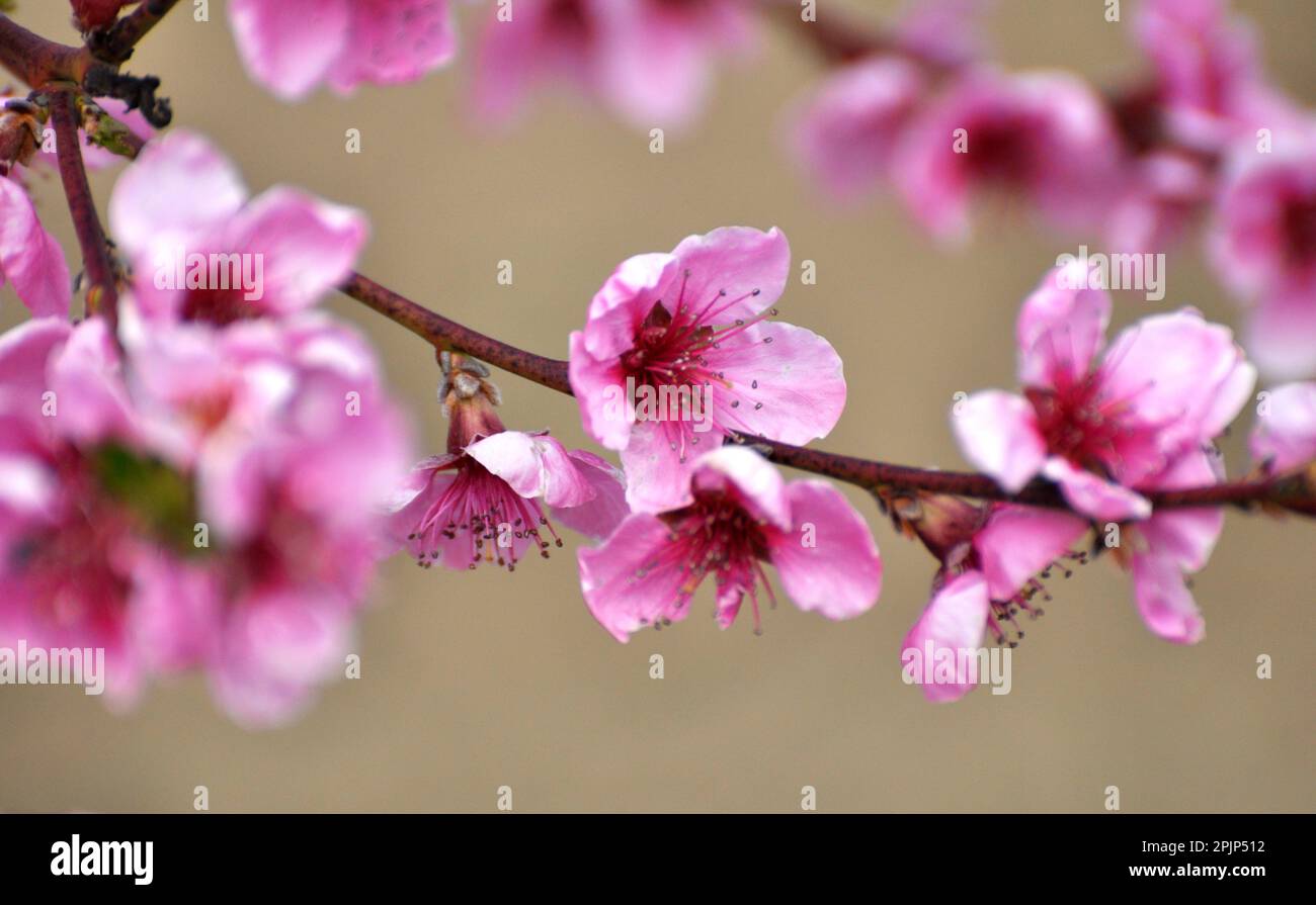 In the orchard on a tree branch blooms a peach Stock Photo - Alamy