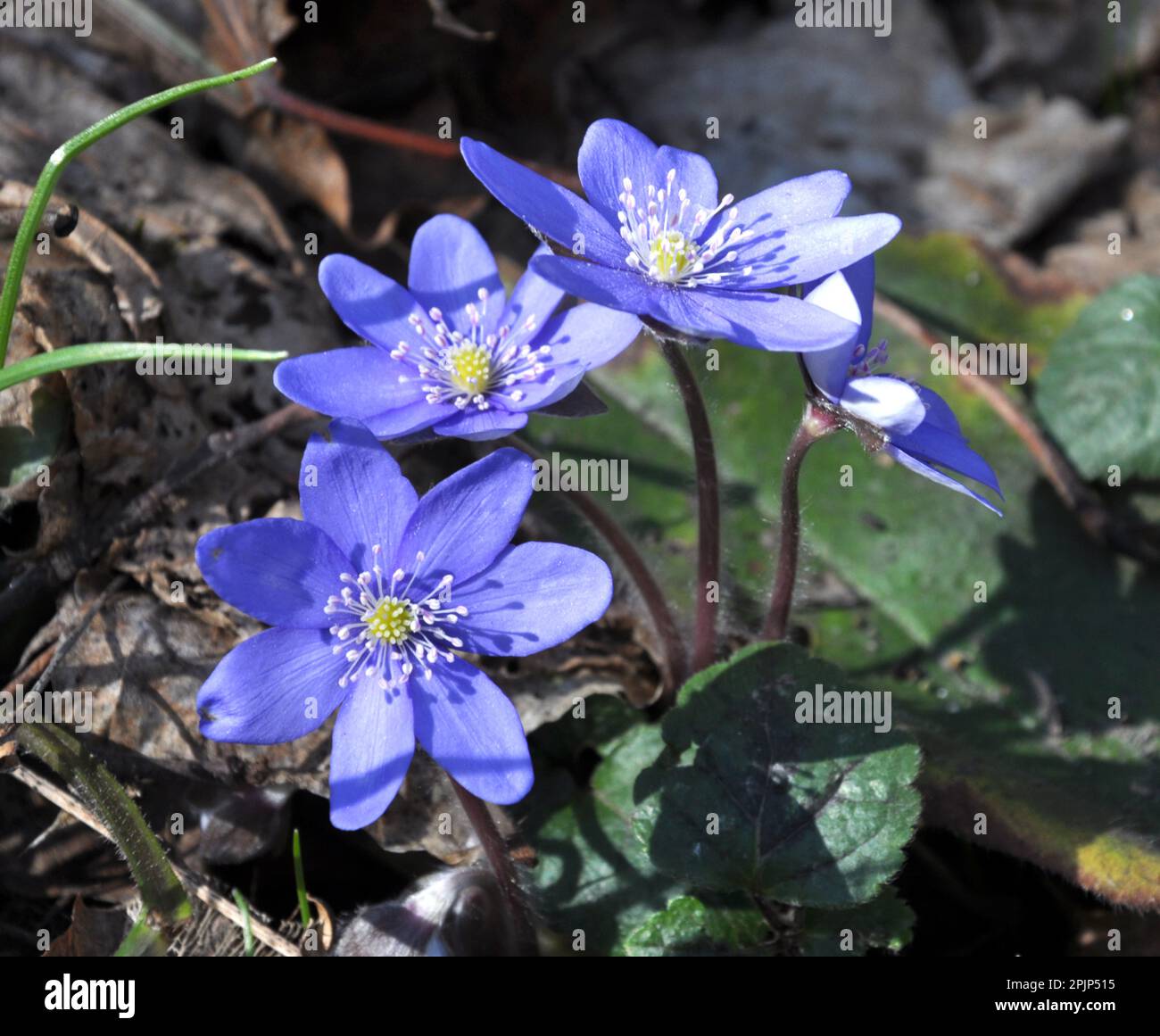 Spring in the wild in the woods bloom Hepatica nobilis Stock Photo - Alamy