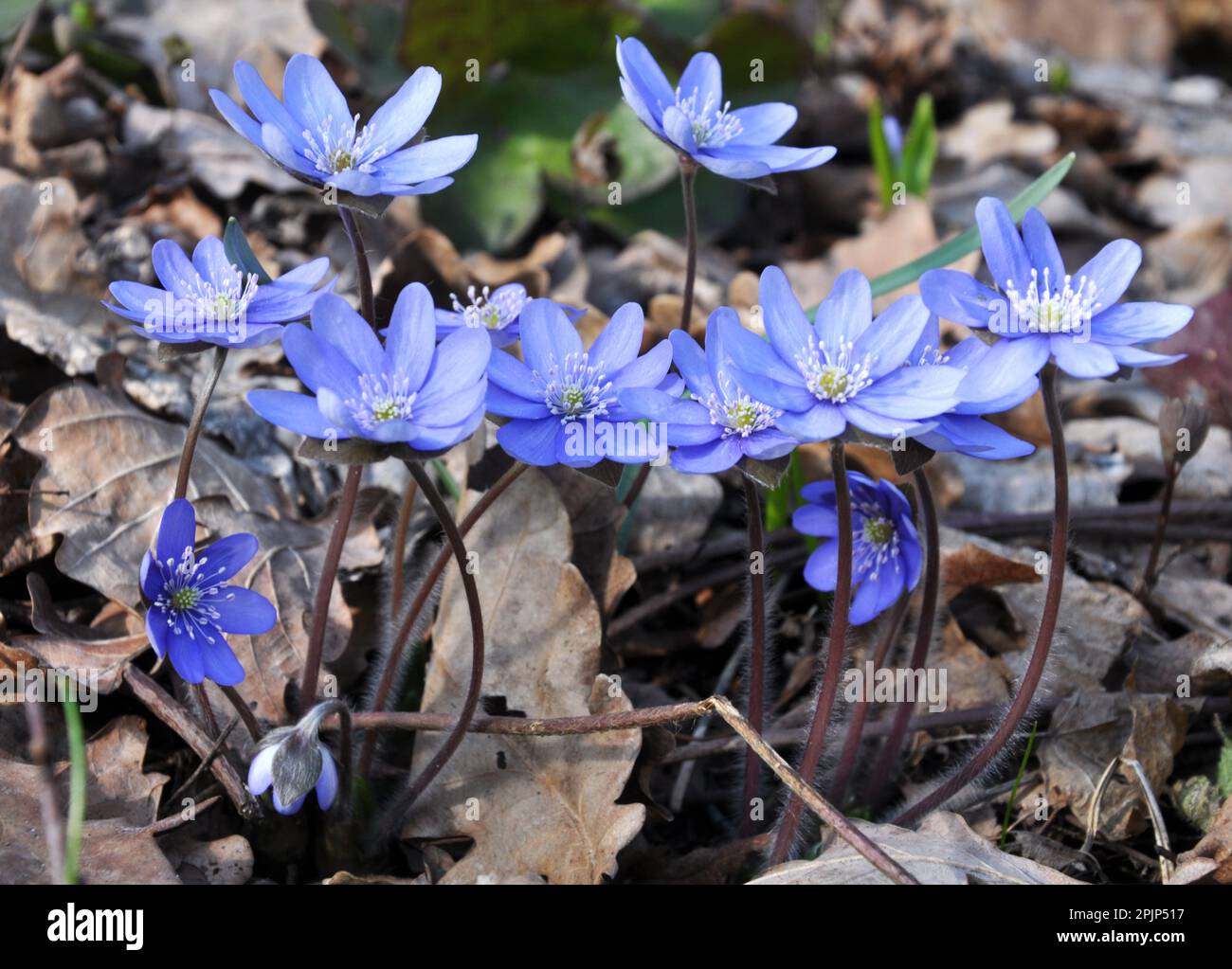 Spring in the wild in the woods bloom Hepatica nobilis Stock Photo - Alamy