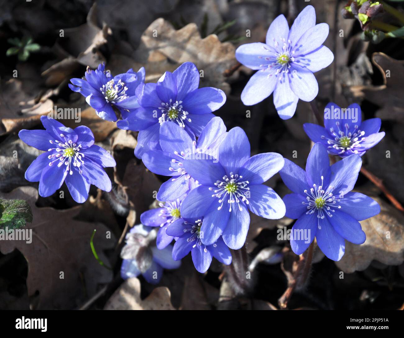Spring in the wild in the woods bloom Hepatica nobilis Stock Photo - Alamy