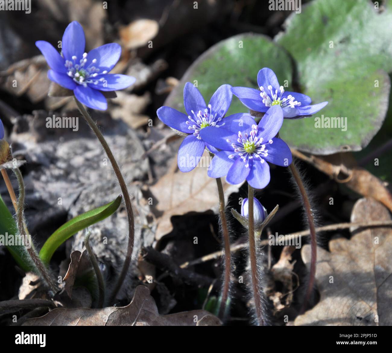 Spring in the wild in the woods bloom Hepatica nobilis Stock Photo - Alamy