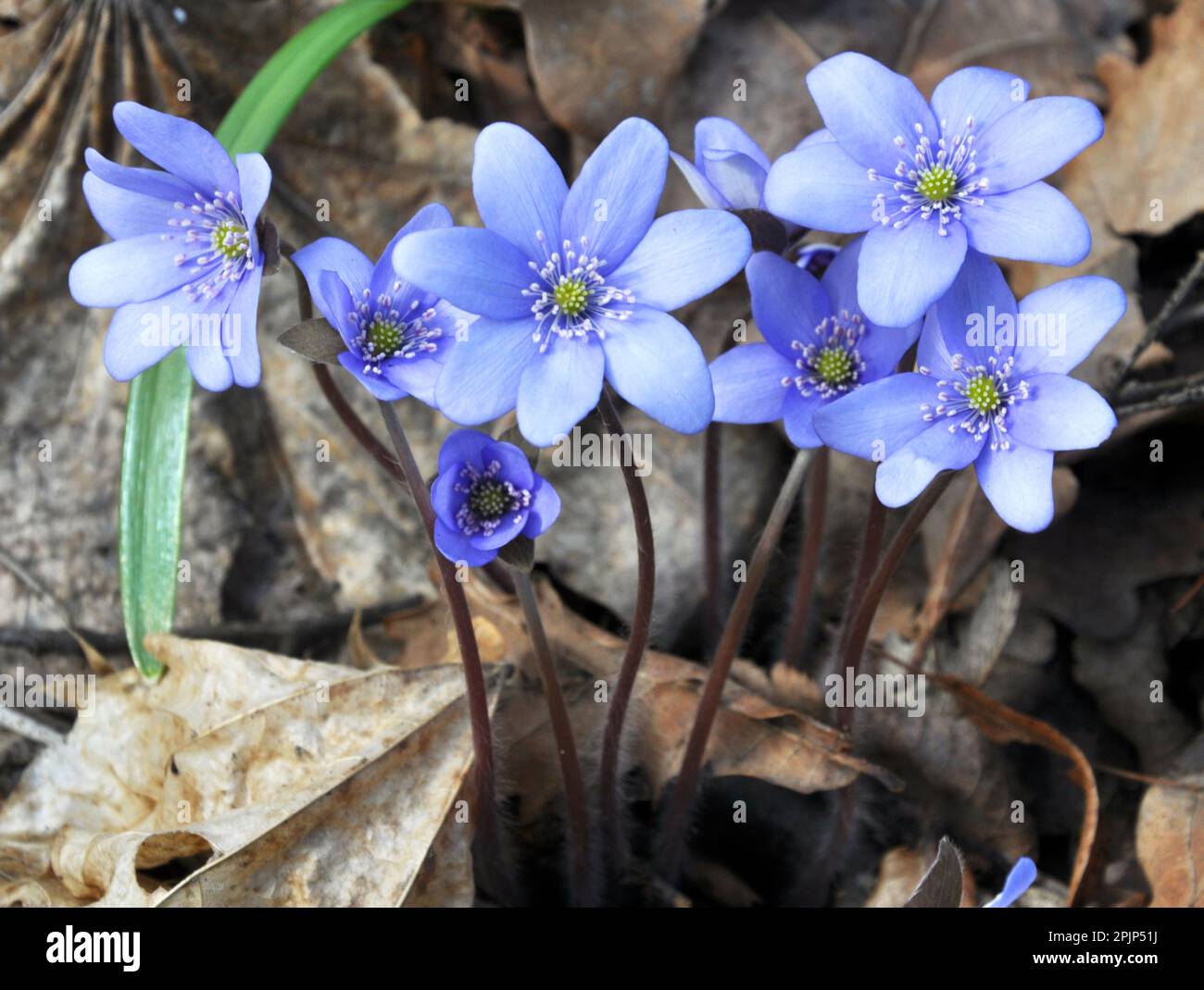 Spring in the wild in the woods bloom Hepatica nobilis Stock Photo - Alamy