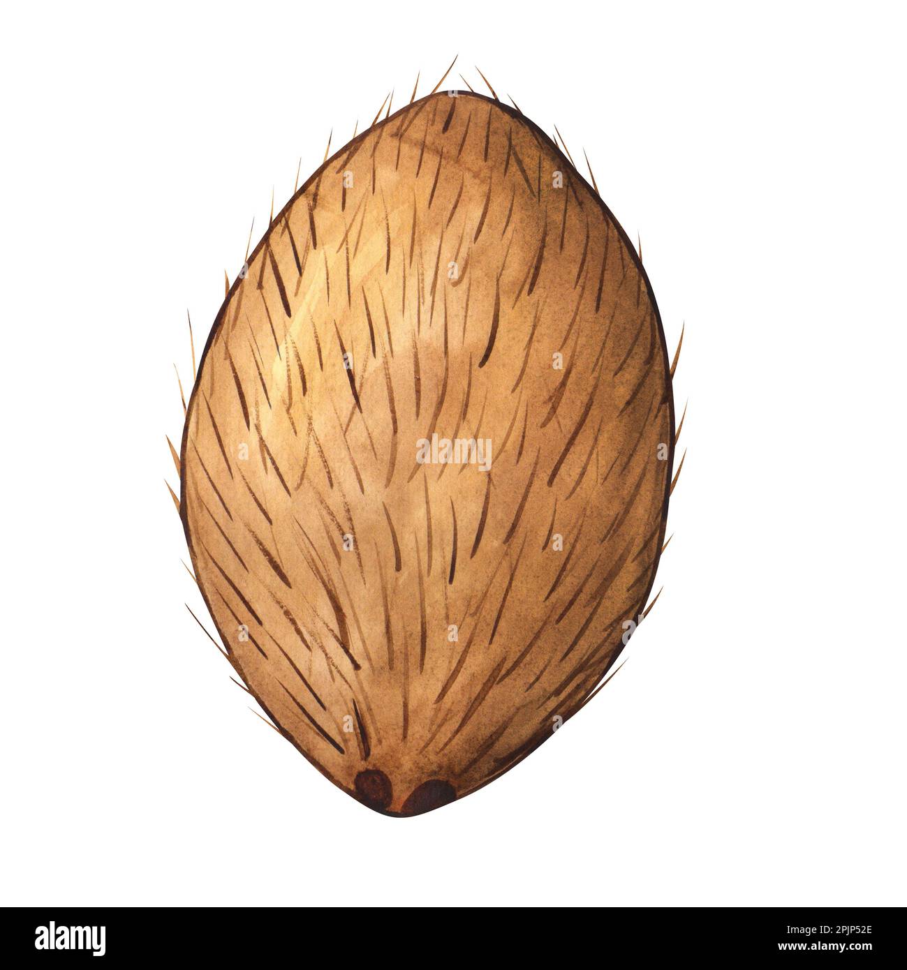 Watercolor whole coconut, isolated element for design. Hand drawn ...