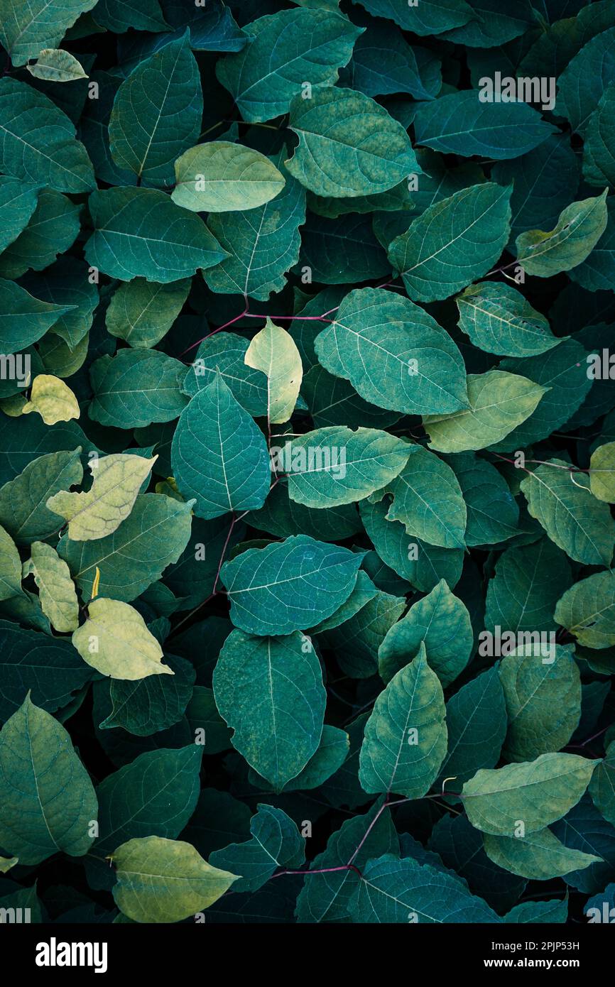 green japanese knotweed plant leaves in springtime, green background ...