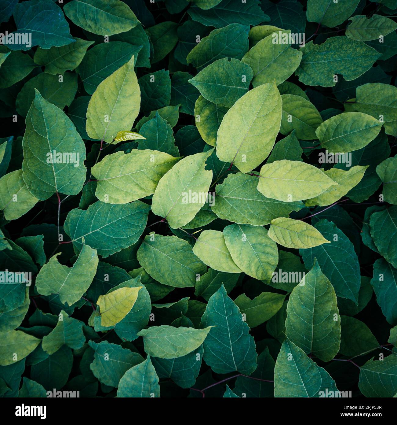 green japanese knotweed plant leaves in springtime, green background ...