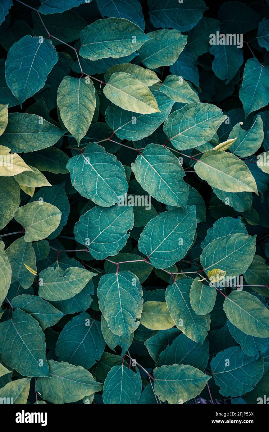 green japanese knotweed plant leaves in springtime, green background ...