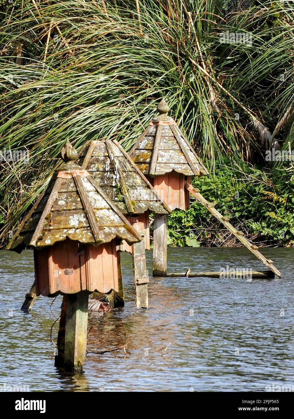 Duck houses hi-res stock photography and images - Alamy