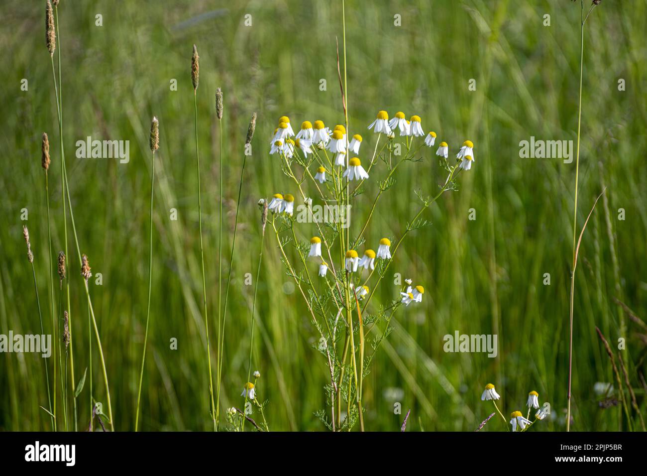 Flowers of Matricaria chamomilla in a garden Stock Photo - Alamy
