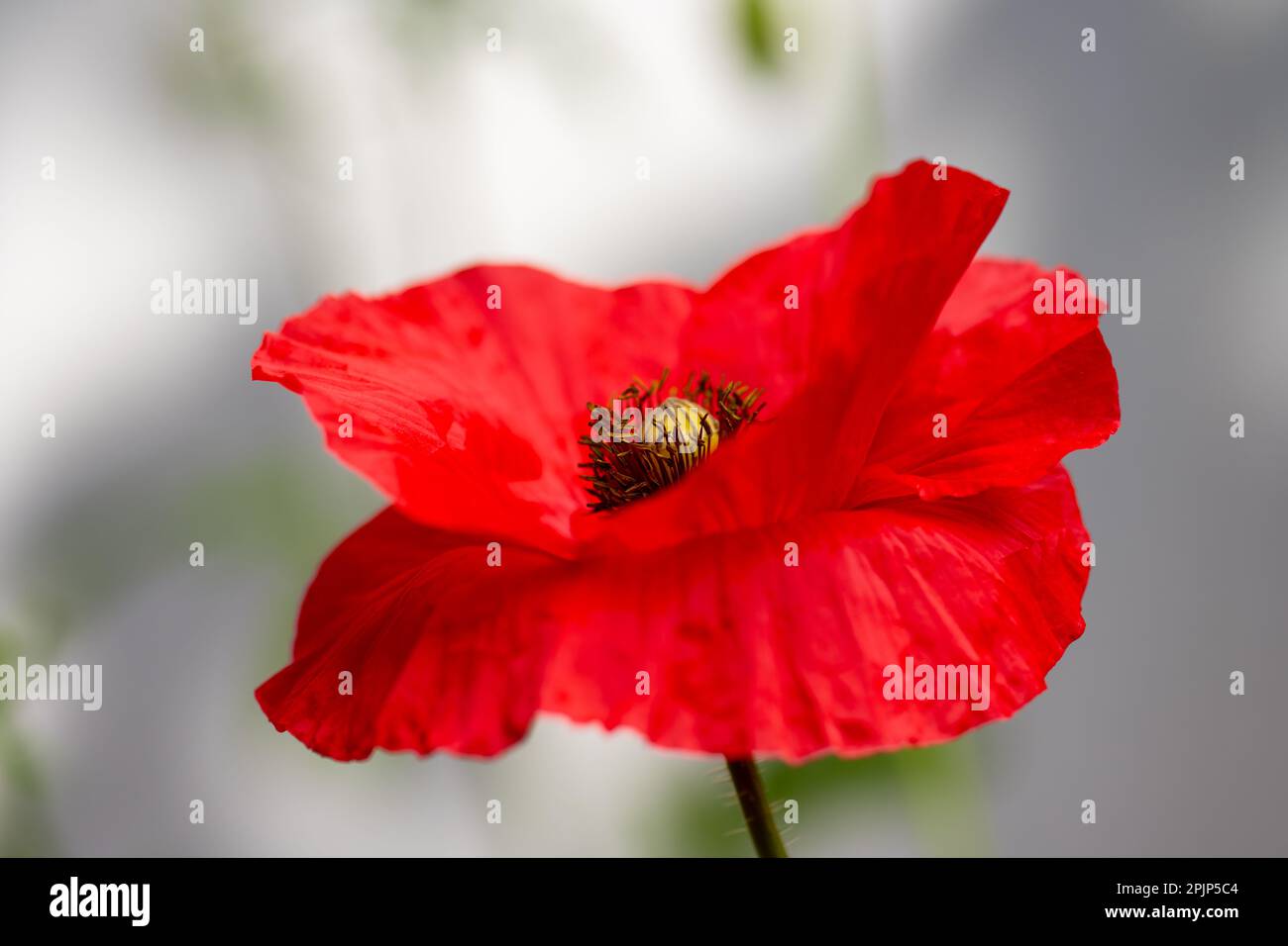 Deep red poppy hi-res stock photography and images - Alamy