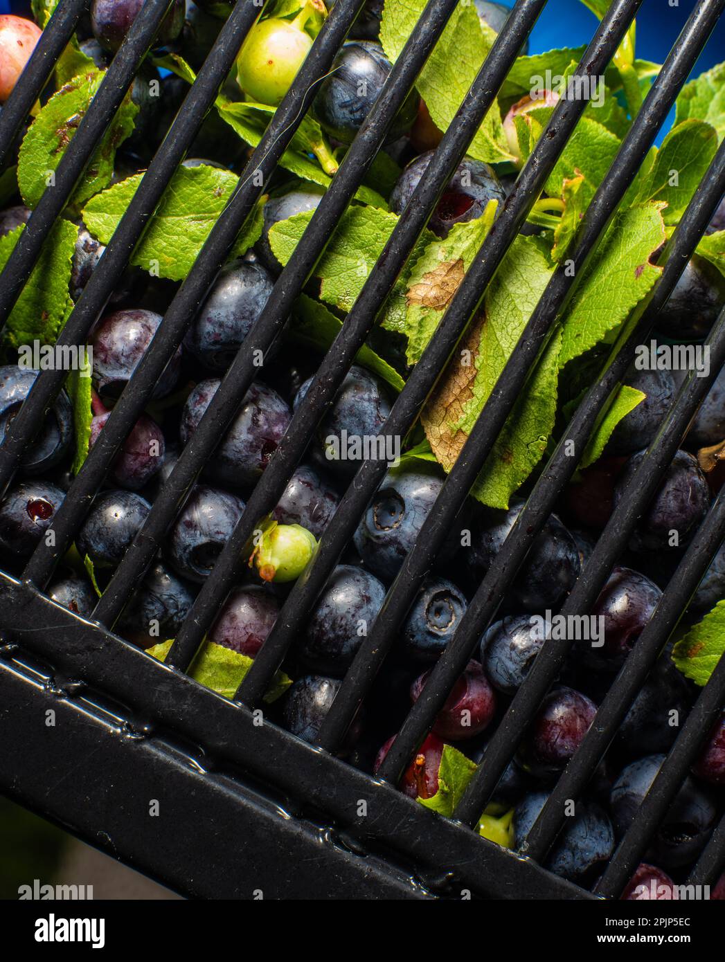 Lots of blueberries caught in a blueberry picker Stock Photo - Alamy