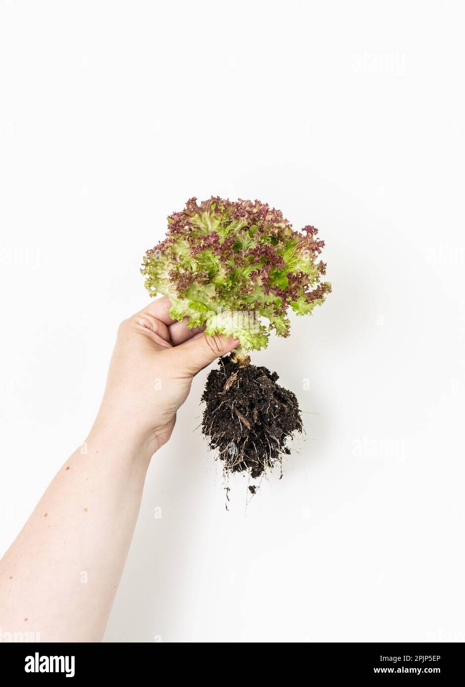 Hand holding Batavia Lettuce plant with roots Stock Photo - Alamy