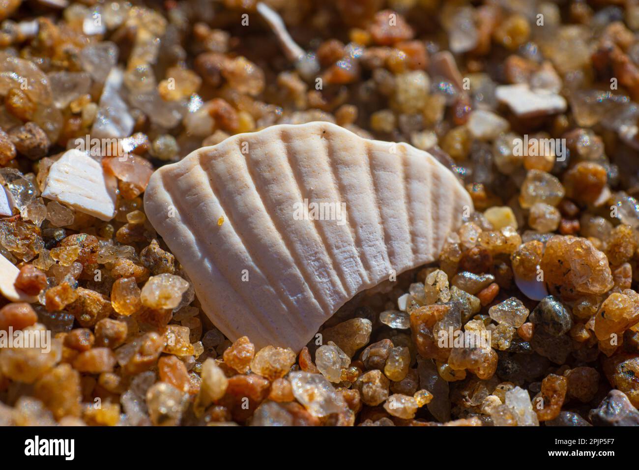 Macro photo of tiny white shell fragment partly buried in sand Stock ...