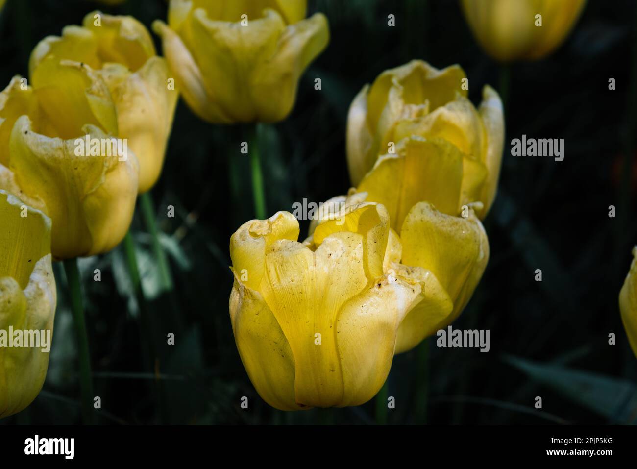 Field with assorted colors tulips. Colorful spring fresh dutch tulips. Nature background, yellow ...
