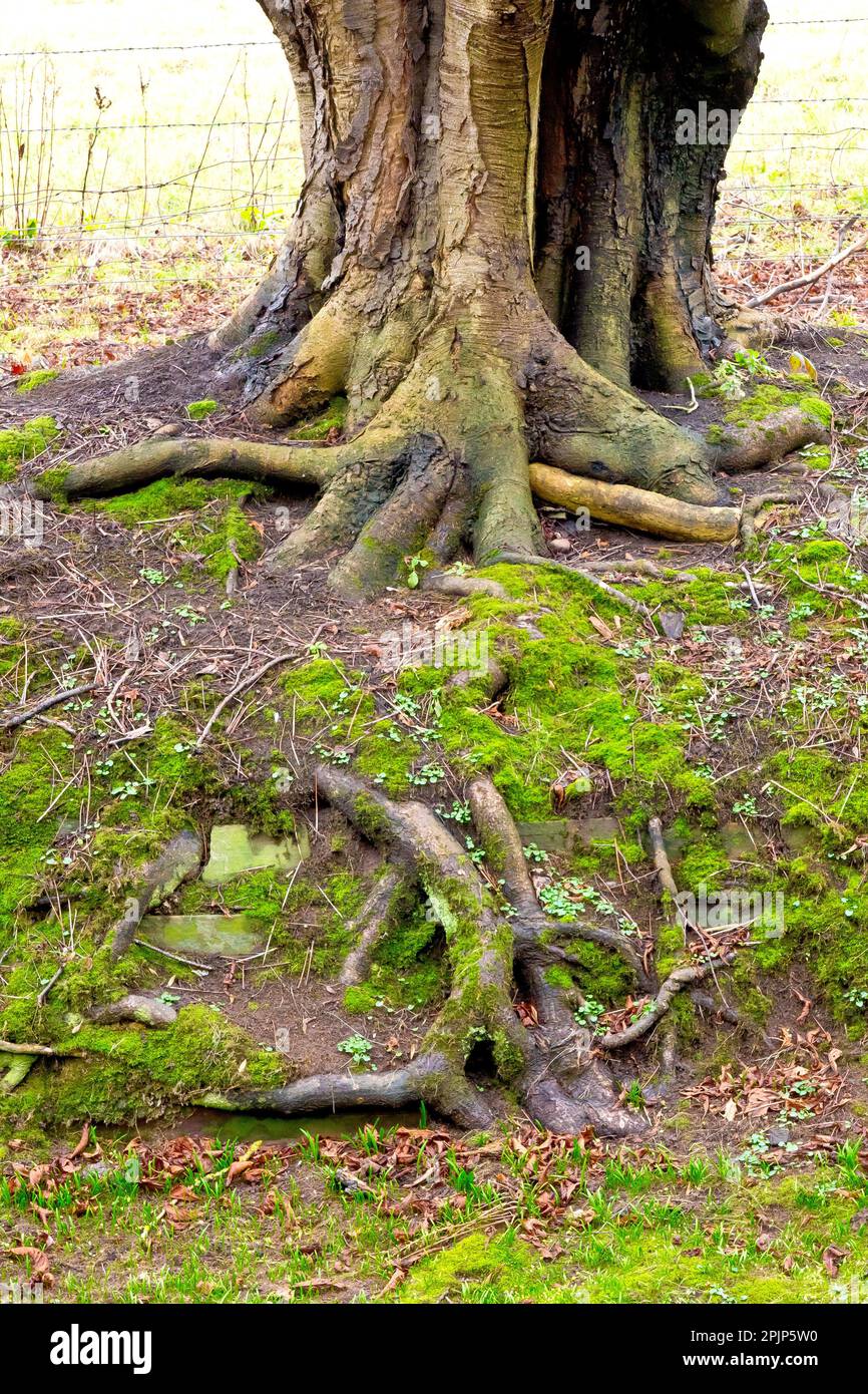 Exposed tree root system hi-res stock photography and images - Alamy