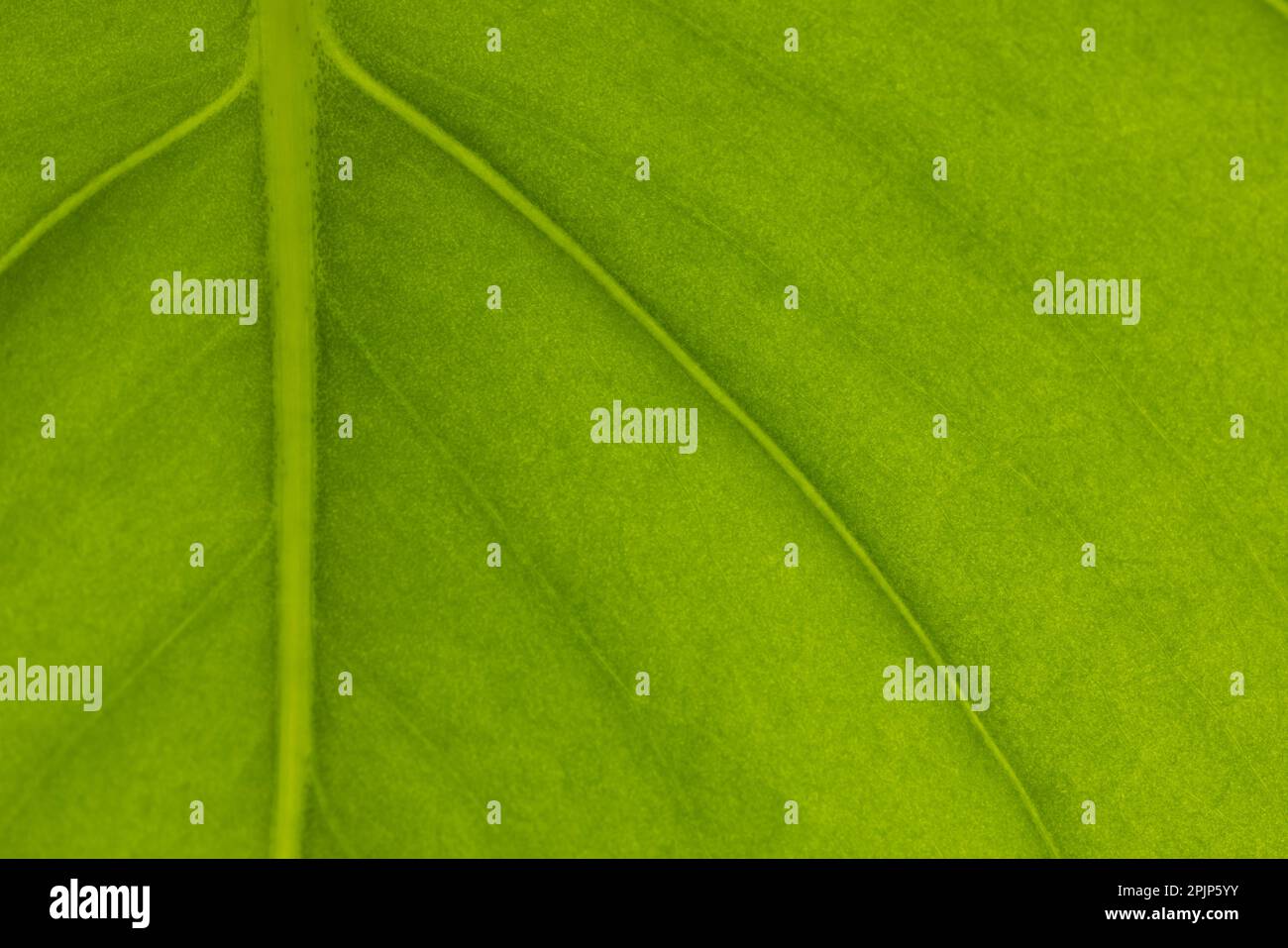 Close up of green leaf with veins and midrib, copy space Stock Photo ...