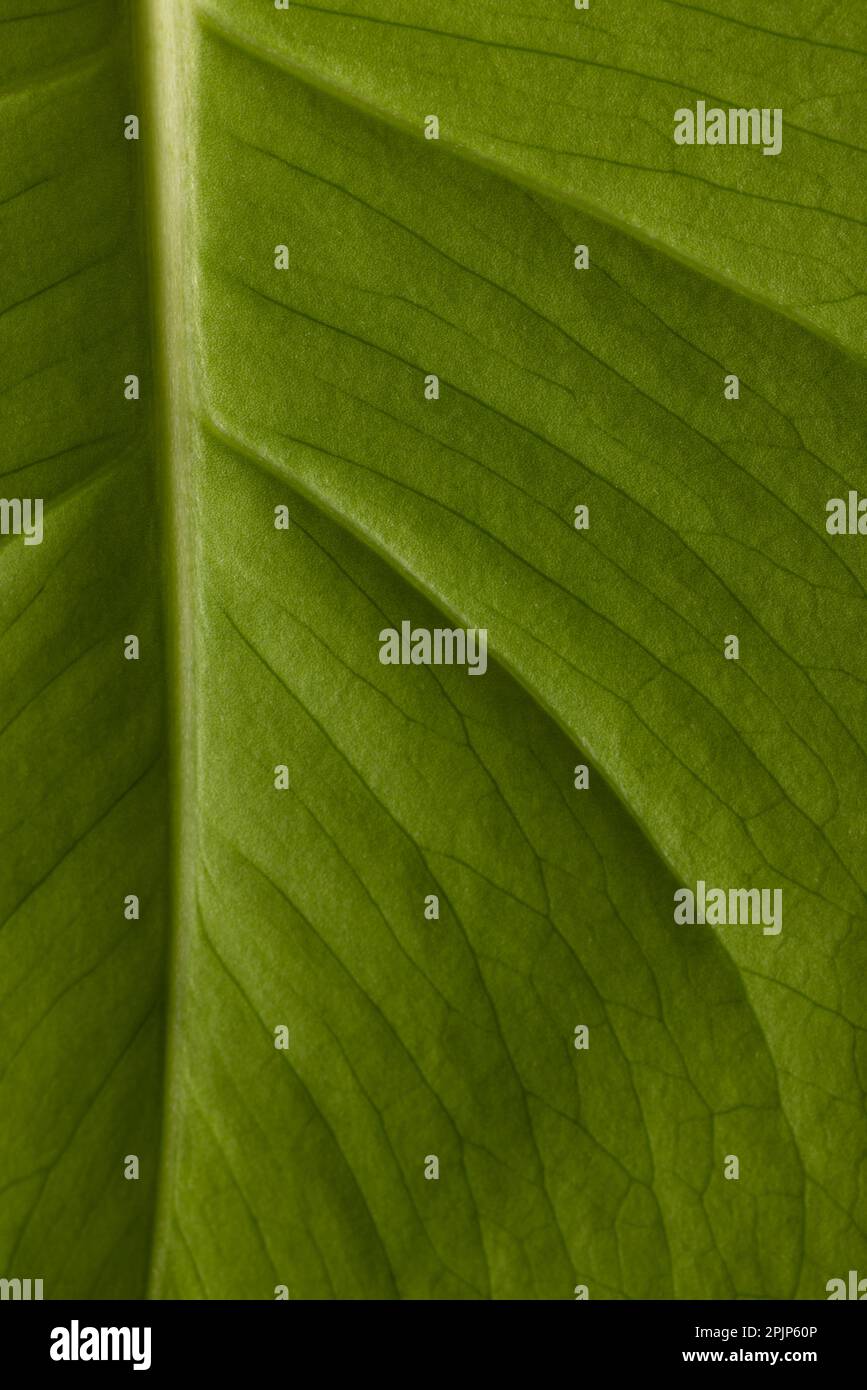 Midrib hi-res stock photography and images - Alamy