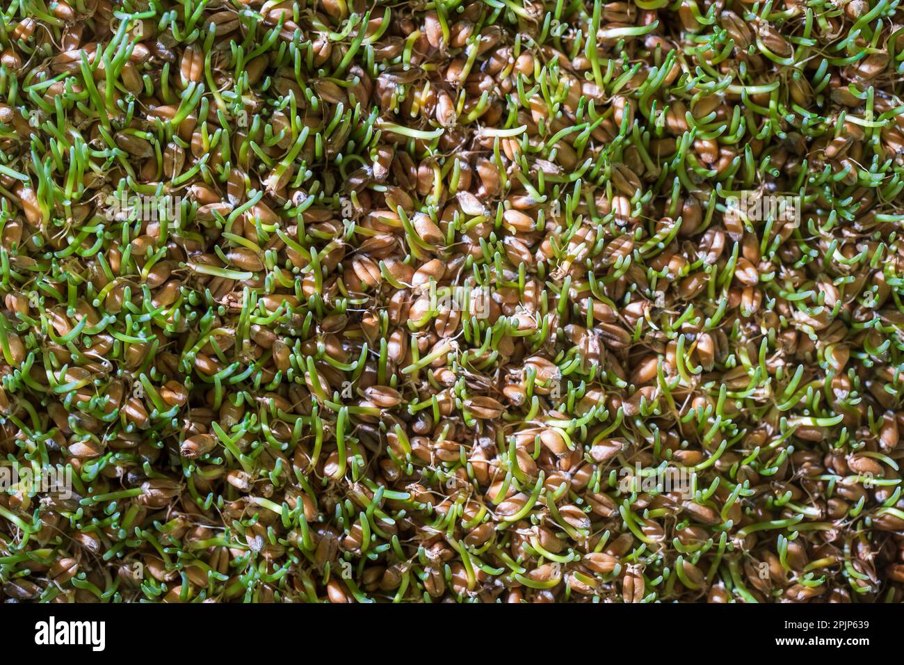 Background of germinated wheat grains, close up, top view. Healthy food ...