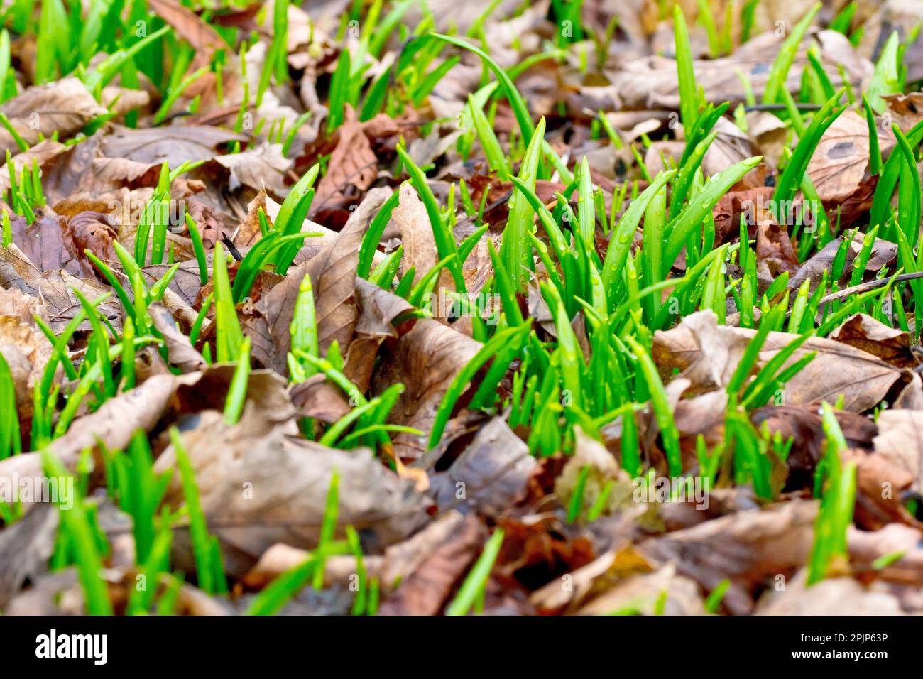 Close up of the fresh green shoots of woodland plants beginning to ...