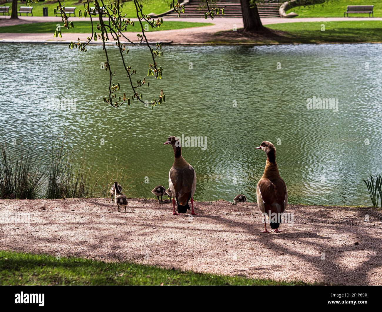 Nile geese with little goslings walk in the central park of Strasbourg ...