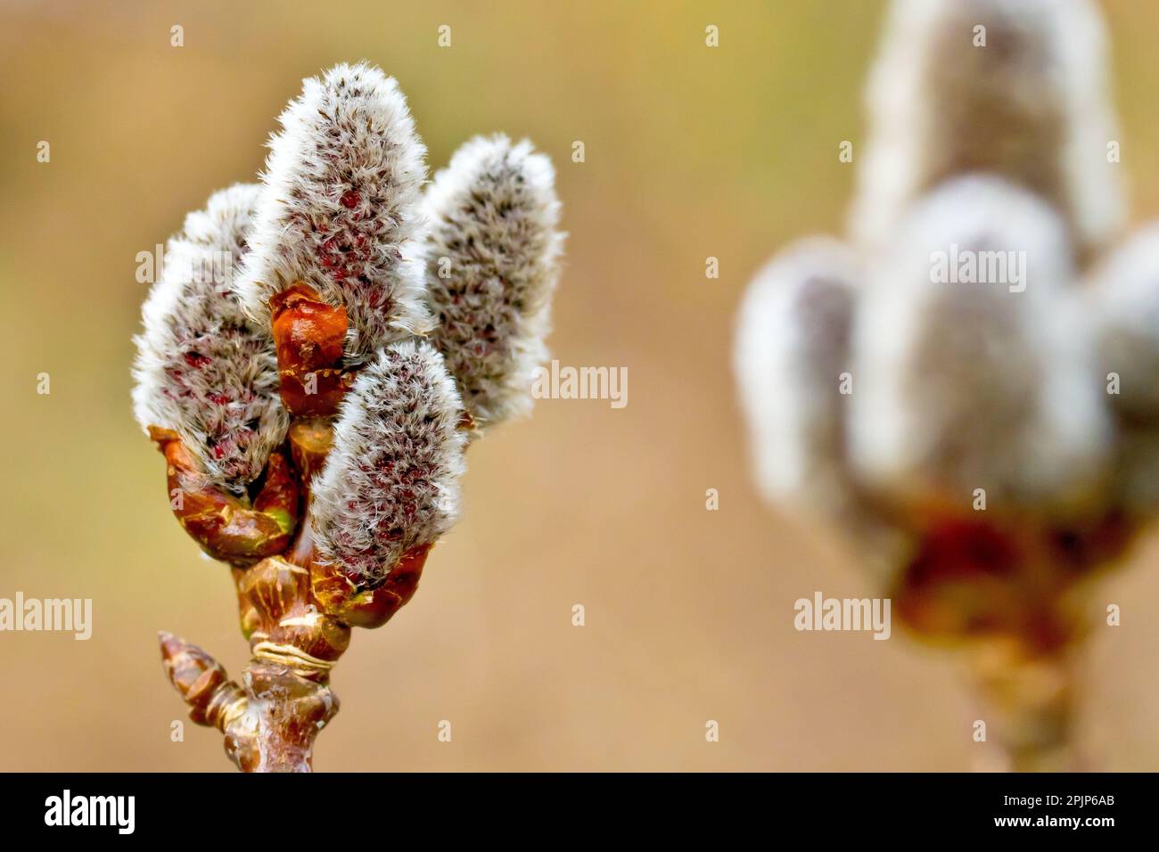 Grey Poplar (populus canescens), close up showing a cluster of male ...