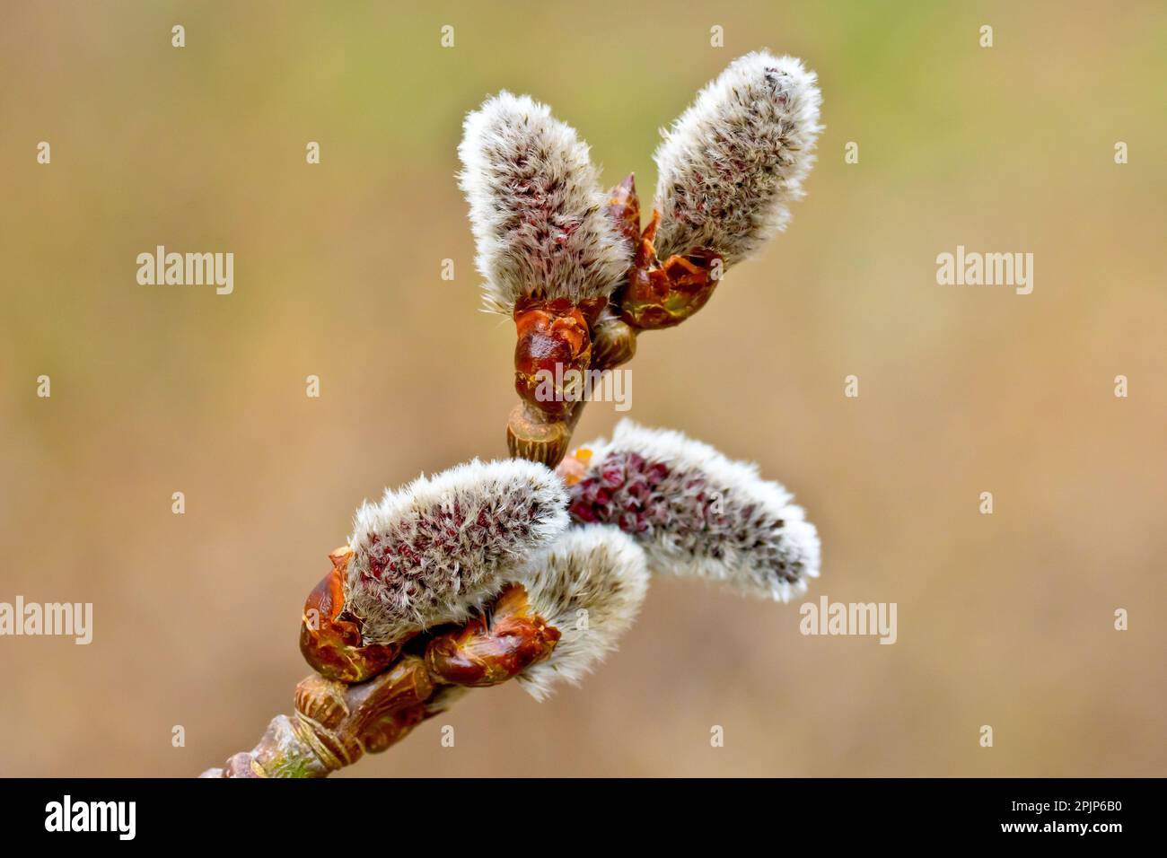 Grey Poplar (populus canescens), close up showing a cluster of male ...