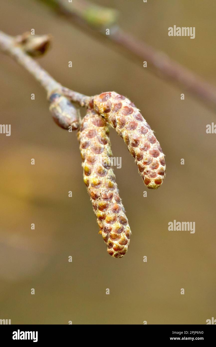 Silver Birch (betula pendula), close up of a pair of unopened male ...