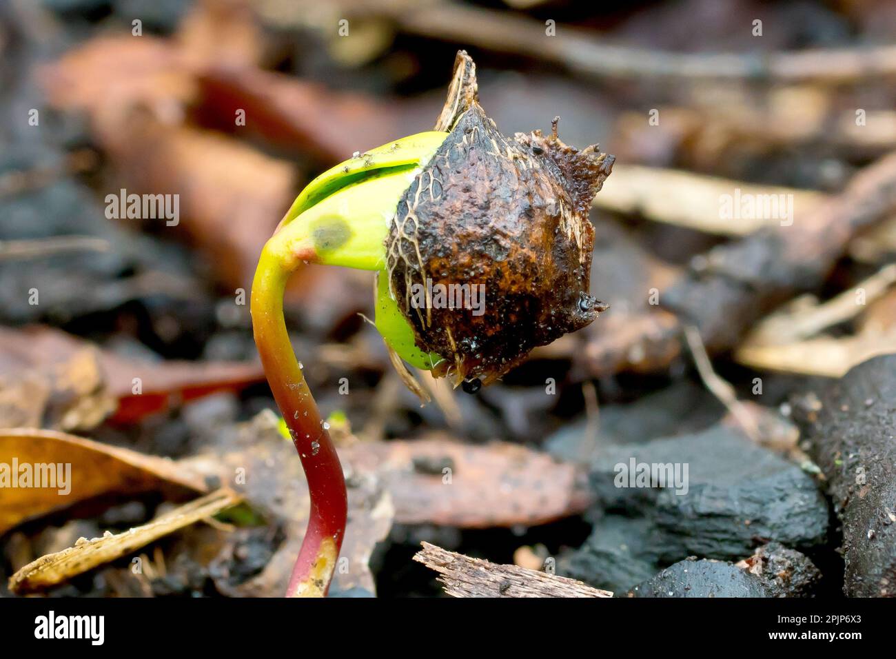 Sycamore seedling hi-res stock photography and images - Alamy