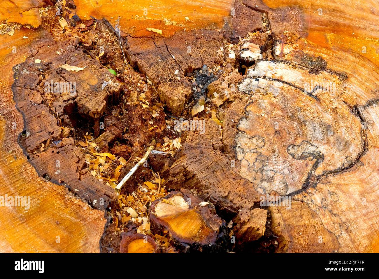 Close up of the rotten, diseased core of the stump of a recently felled ...