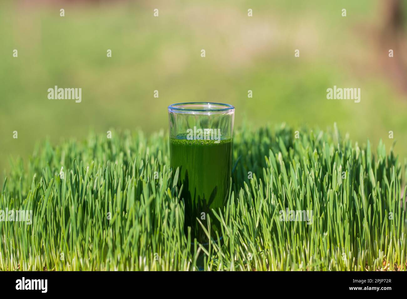 Healthy organic green detox juice from grass of green germinated wheat ...
