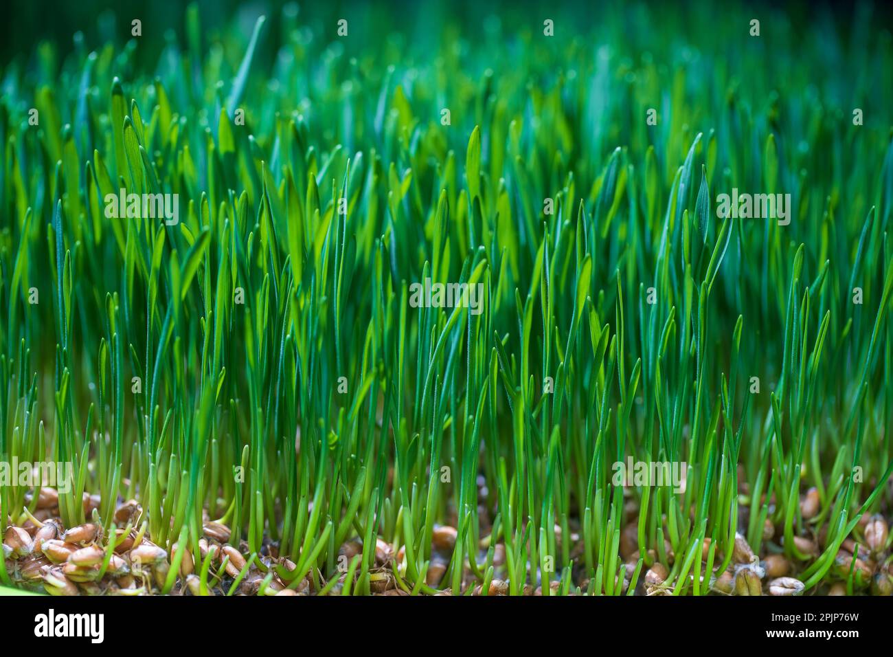 Background of green germinated wheat grains, close up. Healthy food ...
