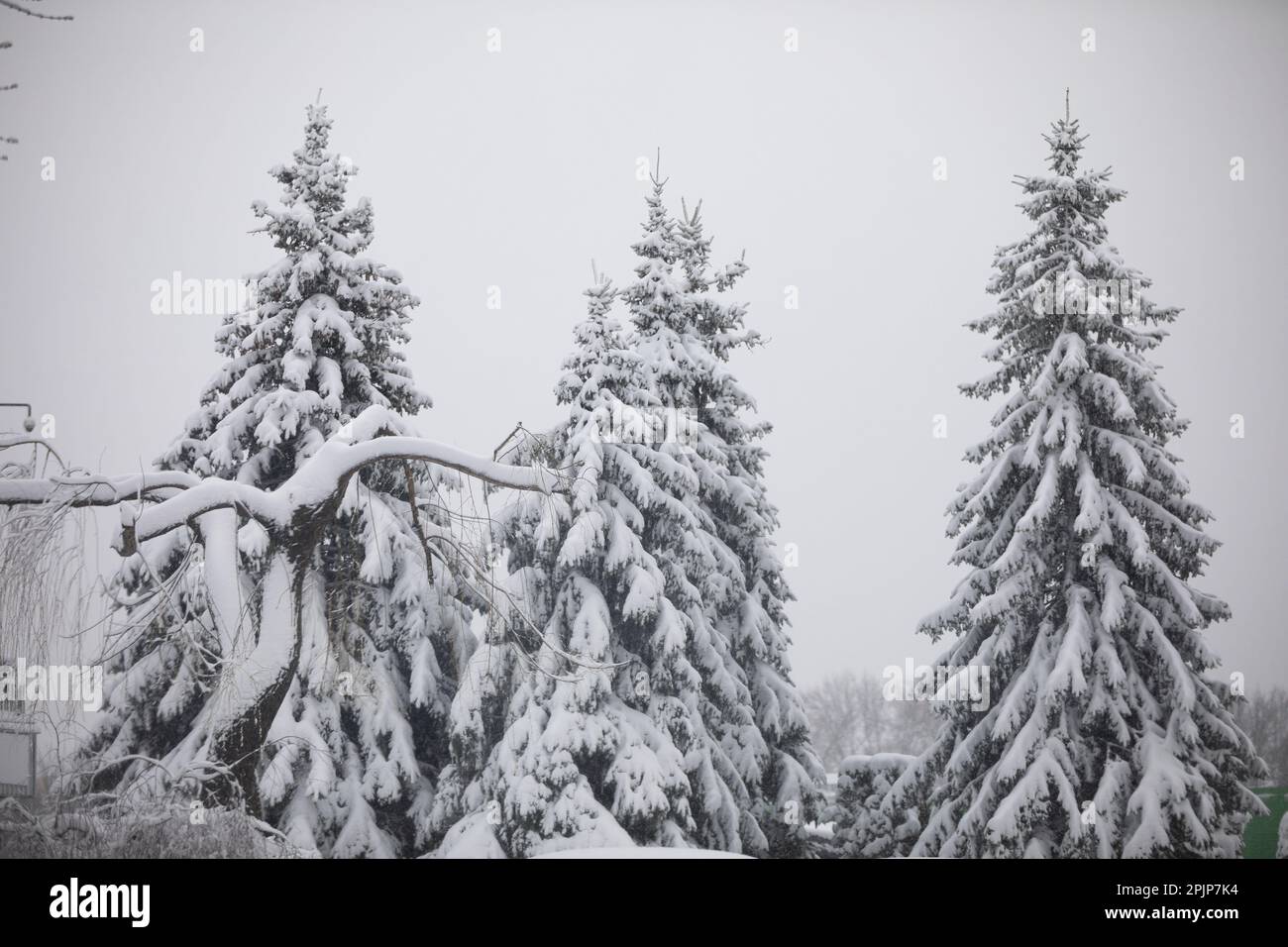 Tall coniferous trees with branches covered in a layer of snow Stock ...