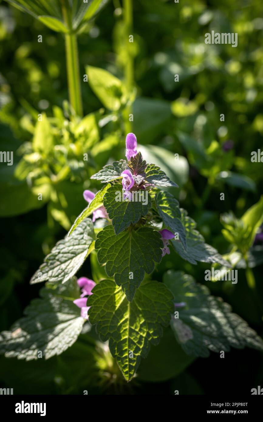 Lamium purpureum, known as red dead-nettle, purple dead-nettle, or ...
