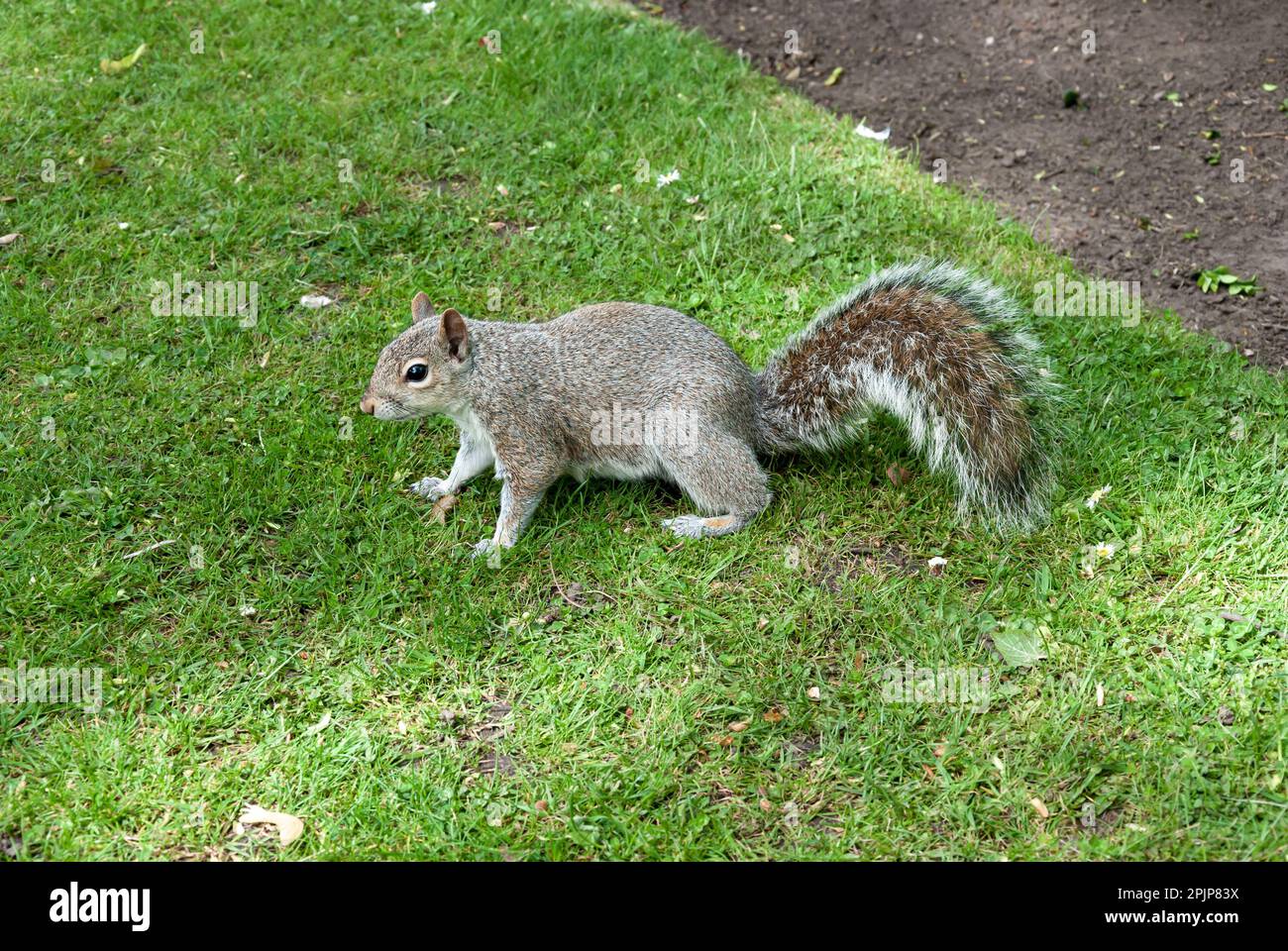 A gray squirrel on a sunny April day in an English park in ...