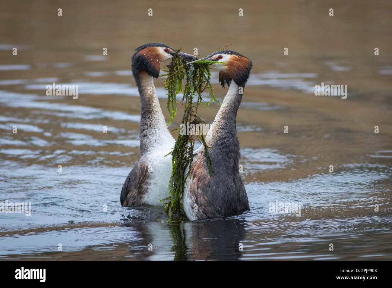 Great Crested Grebes performing the weed dance and RSPB Lakenheath fen ...