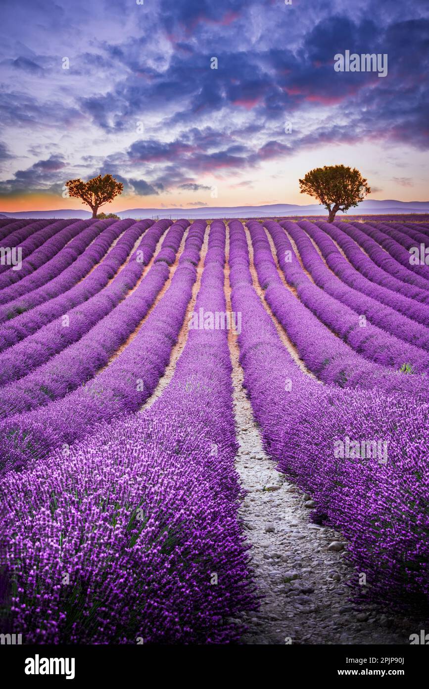 Valensole, France. Provence's lavender fields breathtaking sight, with endless rows of fragrant ...