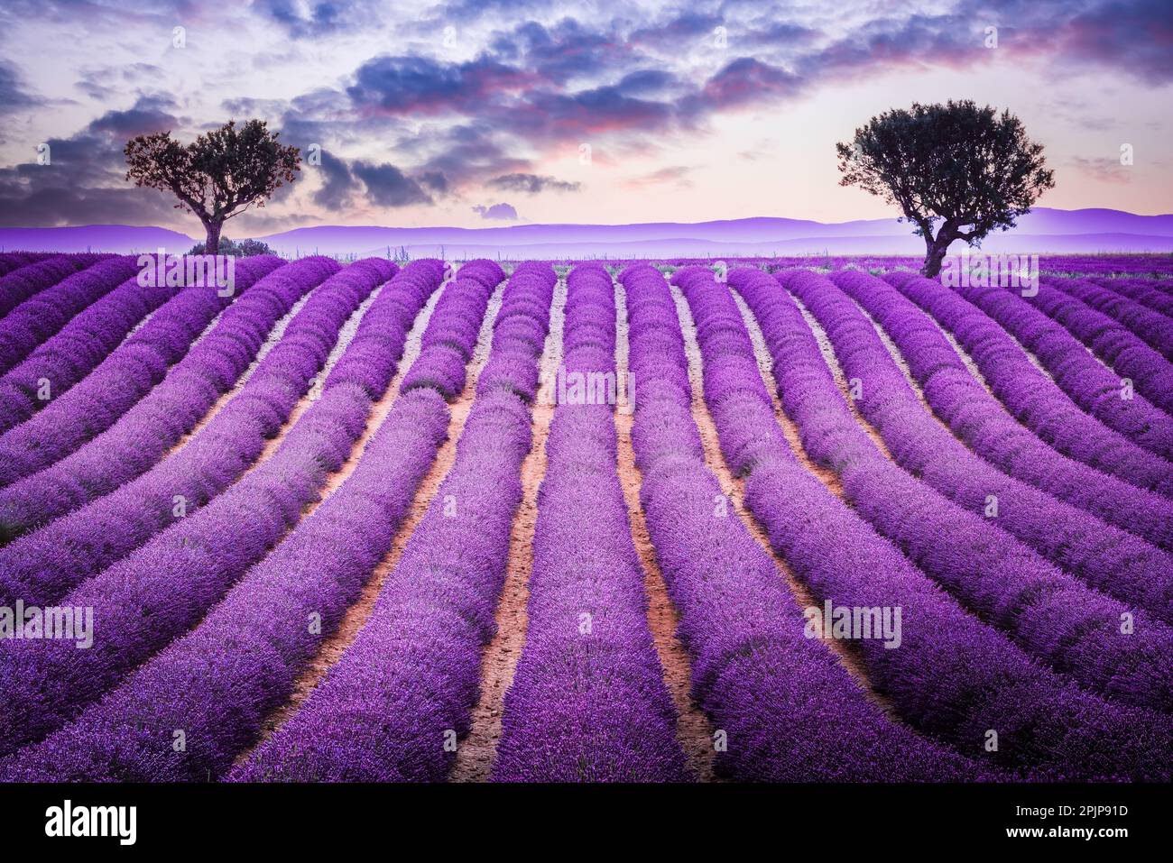 Provence, France. The golden sun sets over the fragrant lavender fields ...