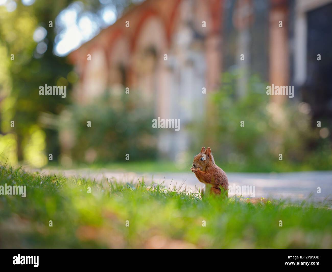 Cute squirrel in a park in Munich, Germany summer travel to Europe ...
