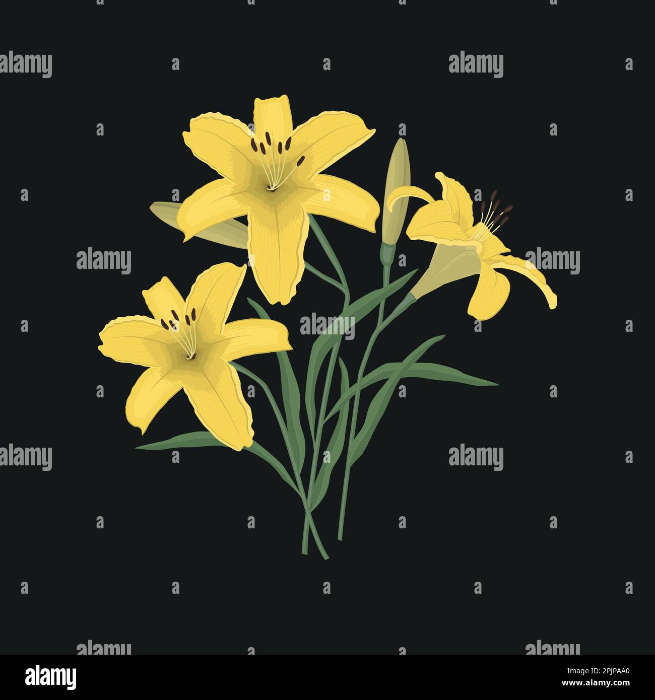 Yellow lilies with buds and green leaves on black background. Summer ...
