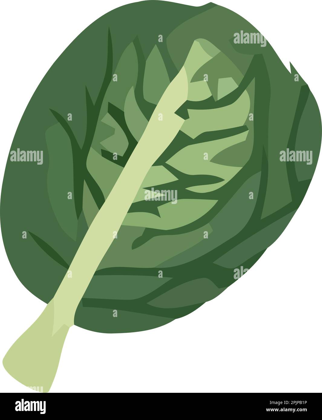 Fresh organic lettuce design Stock Vector Image & Art - Alamy