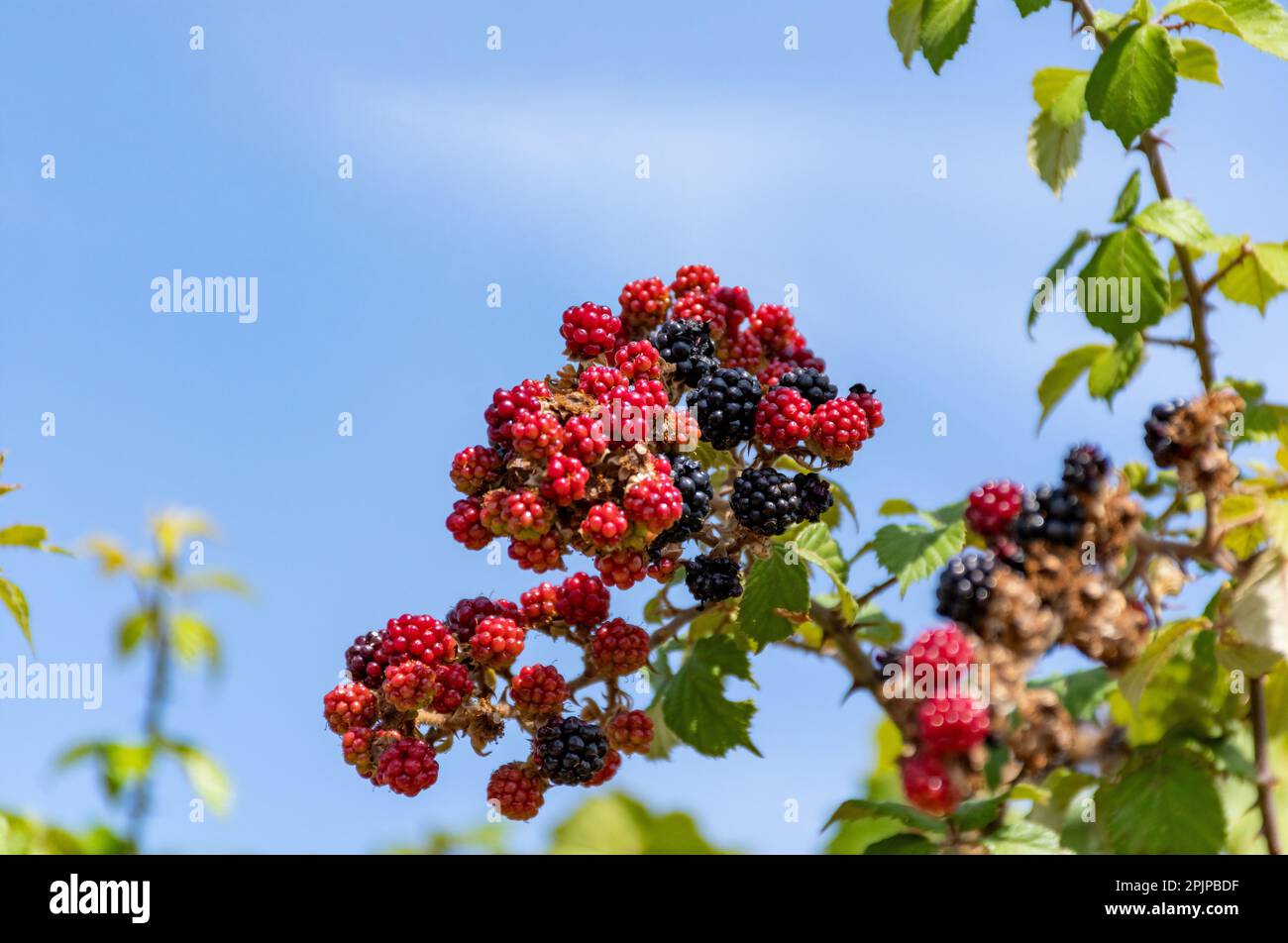 A close-up shot of a cluster of red and black blackberries growing in ...