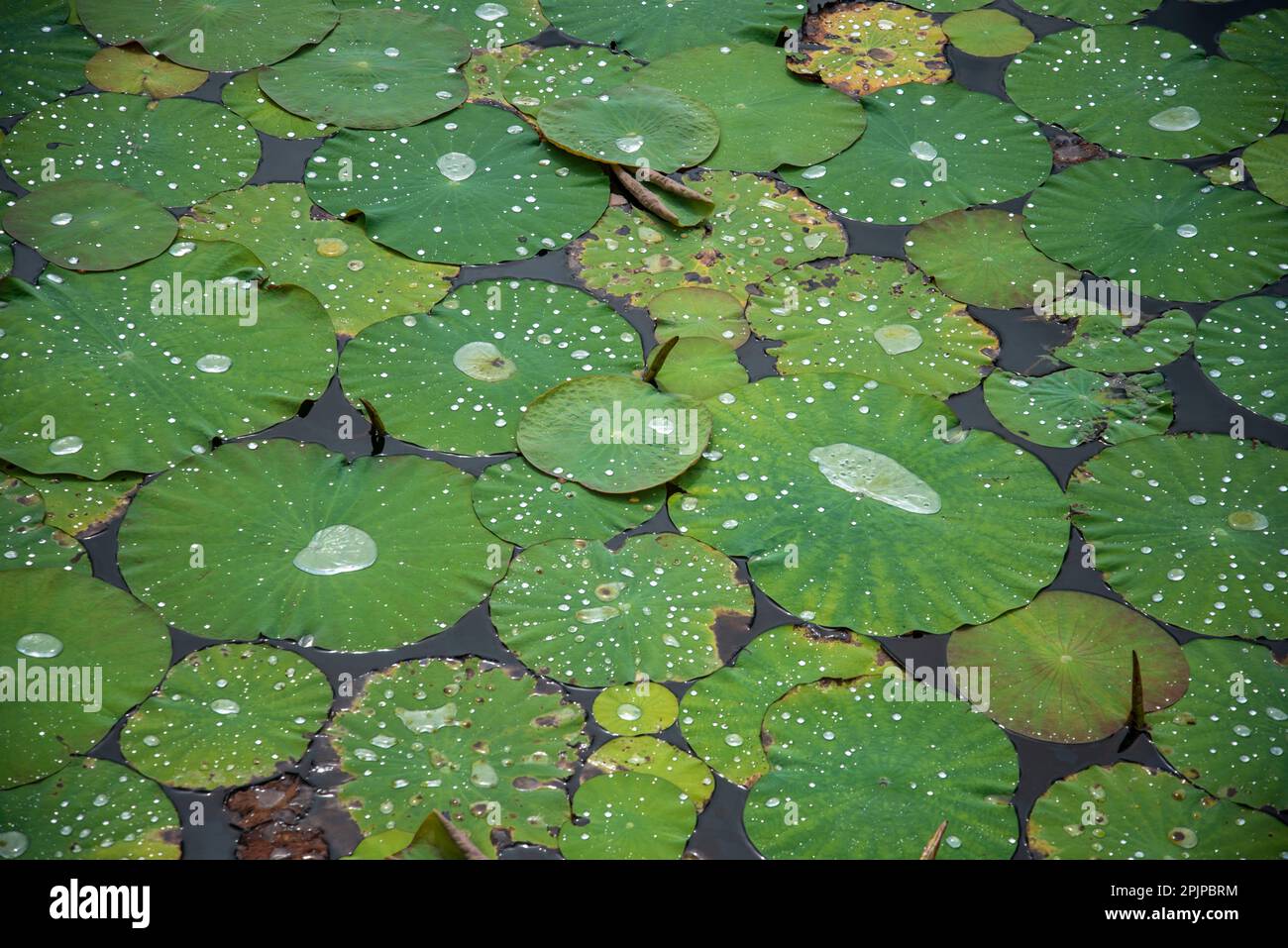 Lotus leaves in the Lotus Swamp Sam Roi Yot near the Village of Kui ...