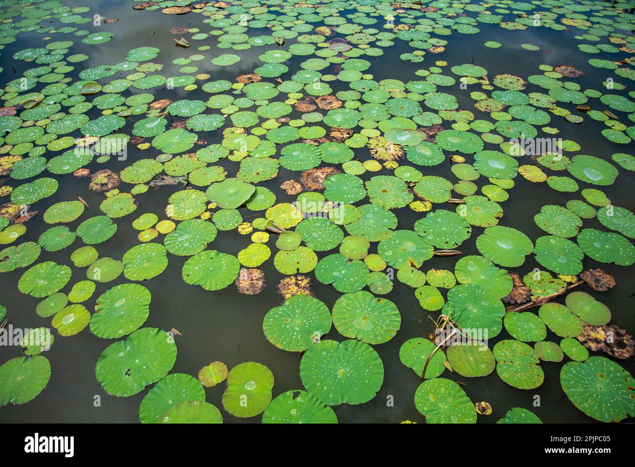Lotus leaves in the Lotus Swamp Sam Roi Yot near the Village of Kui ...