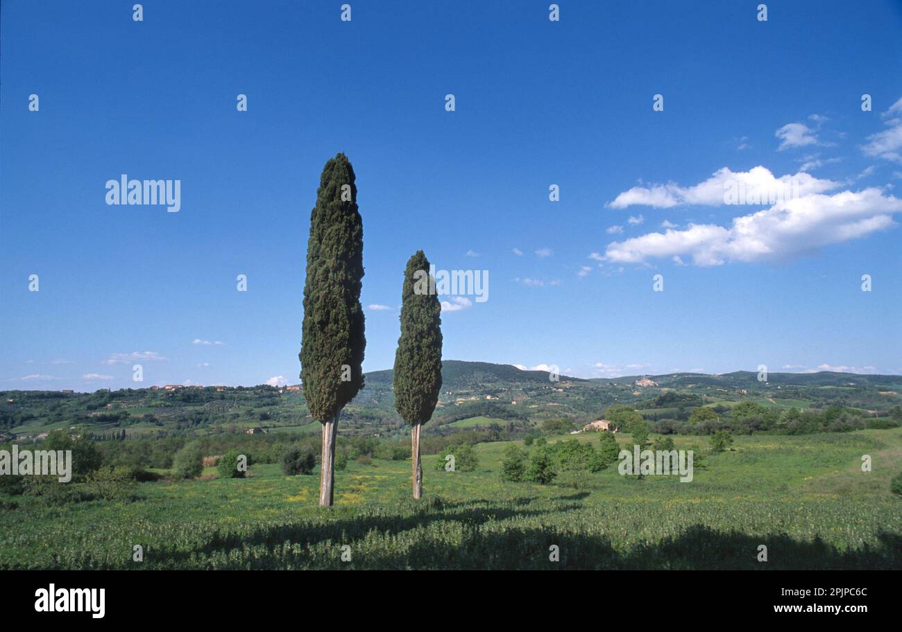 Scenic panorama view of typical Tuscany landscape with group of cypress ...