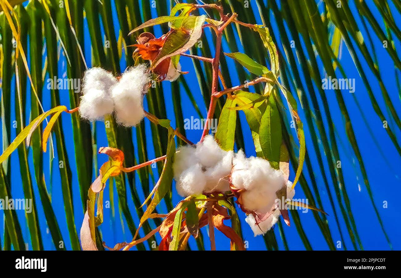 White beautiful cotton on tree or plant in Zicatela Puerto Escondido ...