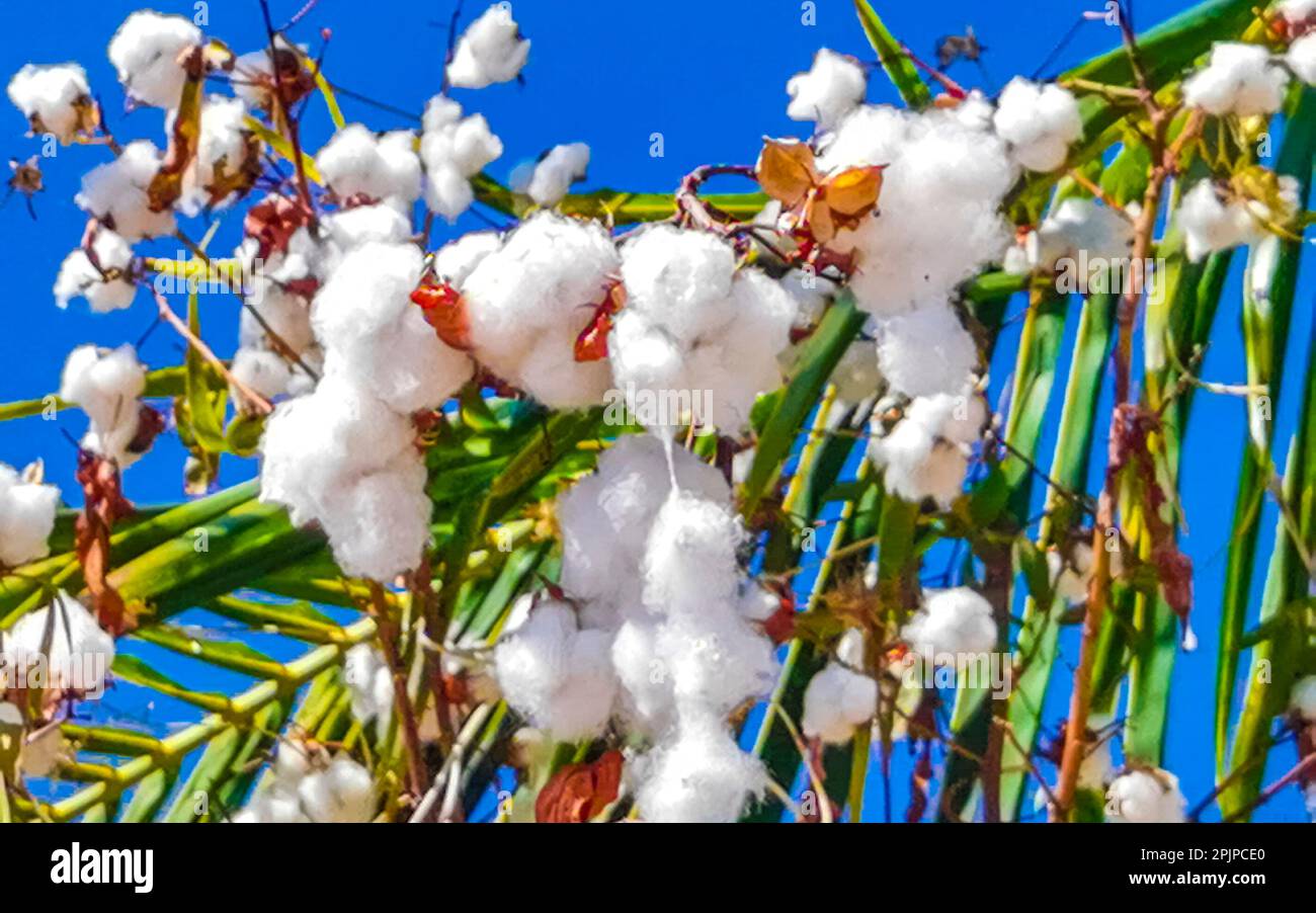 White beautiful cotton on tree or plant in Zicatela Puerto Escondido ...