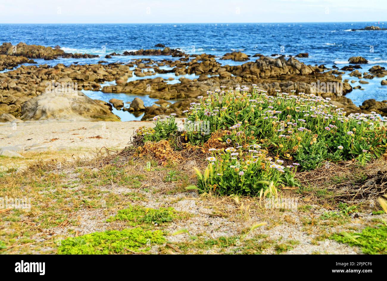 Pacific Ocean Asilomar State Marine Reserve Monterey California Stock ...
