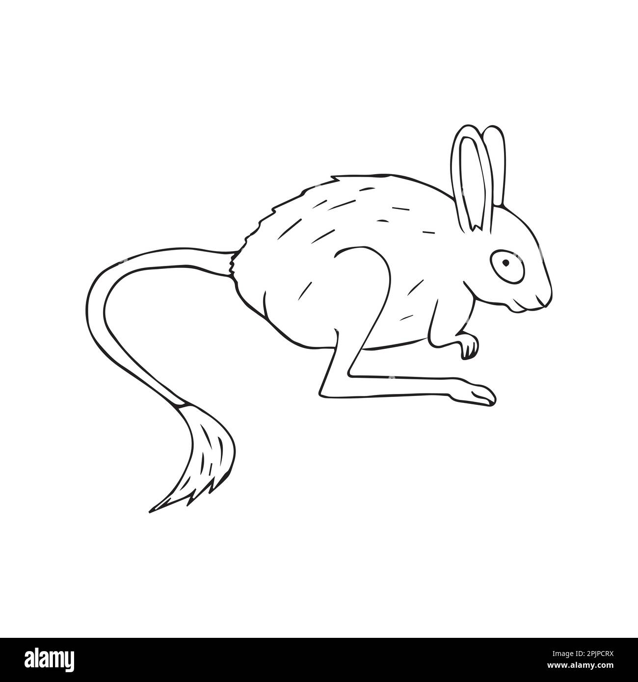 Vector hand drawn doodle sketch Jerboa isolated on white background ...