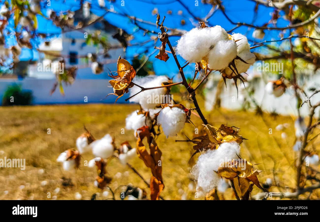 White beautiful cotton on tree or plant in Zicatela Puerto Escondido ...
