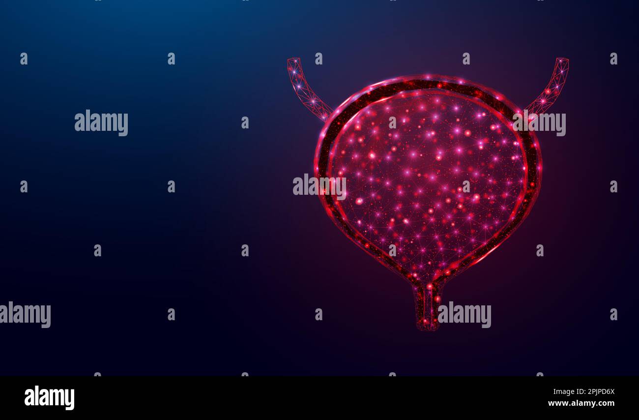 Human bladder. Design element for medical concept, bladder cancer ...