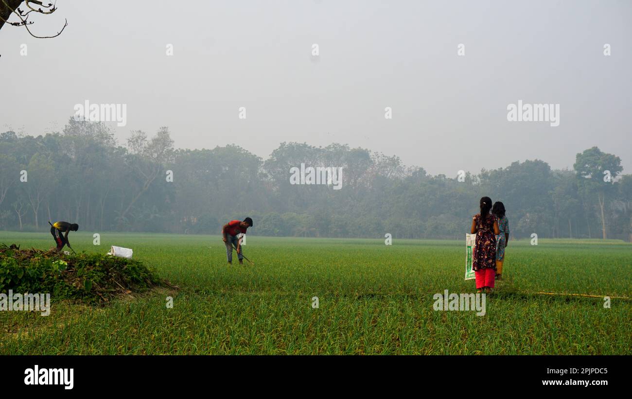 Bangladesh is a vast agricultural land. The farmer is working in the ...